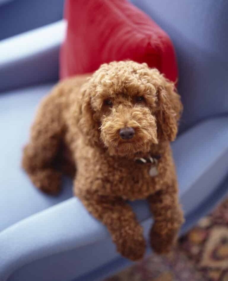 17 Dog-Friendly Interior Design Ideas | The Study